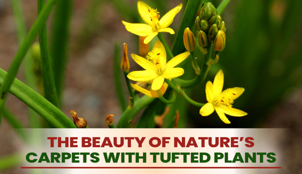 The Beauty Of Nature’s Carpets With Tufted Plants