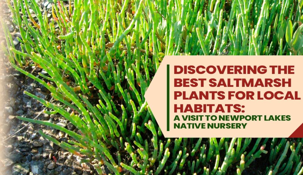 Know What Saltmarsh Plants will Serve your Purpose.