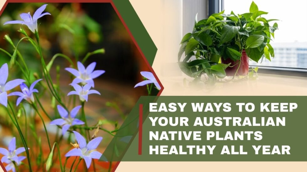 Easy Ways to Keep Your Australian Native Plants Healthy All Year
