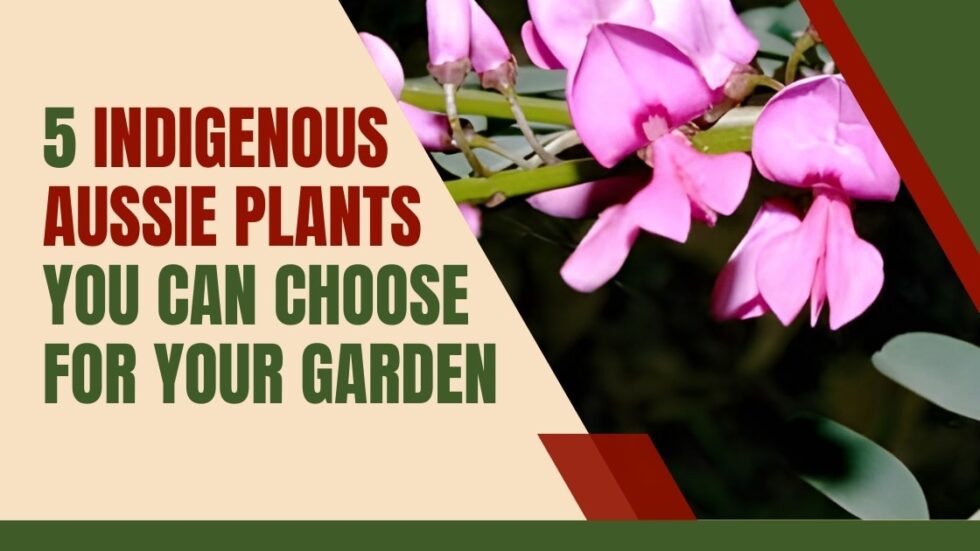 5 Indigenous Aussie Plants You Can Choose For Your Garden - Newport Nursery