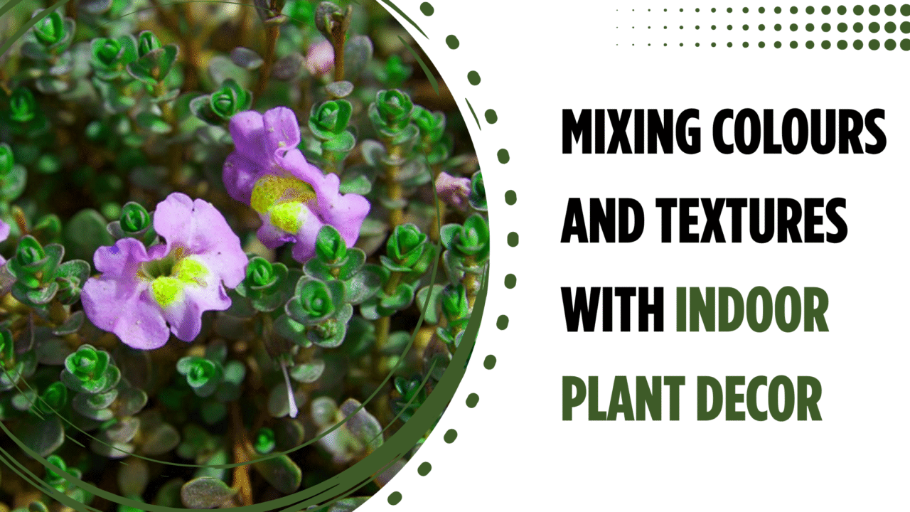 Mixing Colours and Textures with Indoor Plant Decor