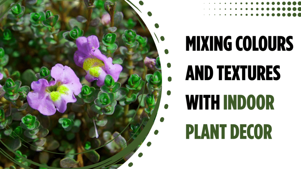 Mixing Colours and Textures with Indoor Plant Decor